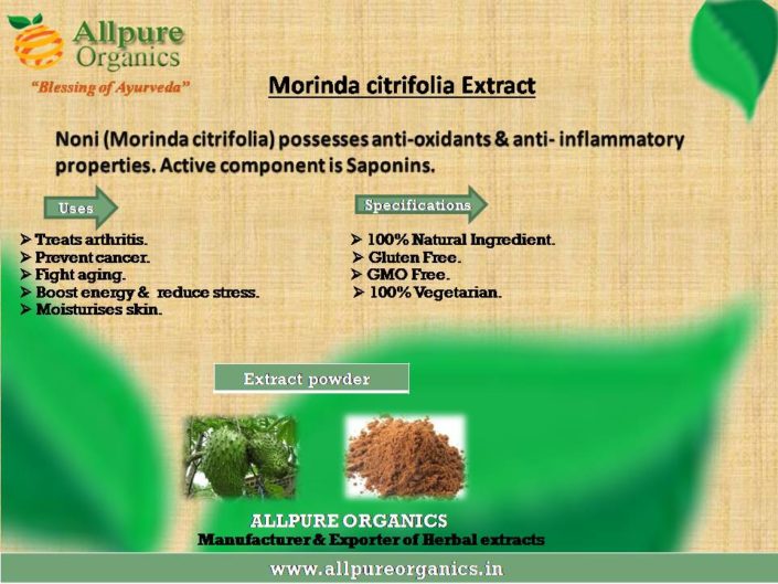 Morinda citrifolia Extract,Morinda citrifolia Extract powder, Morinda ...